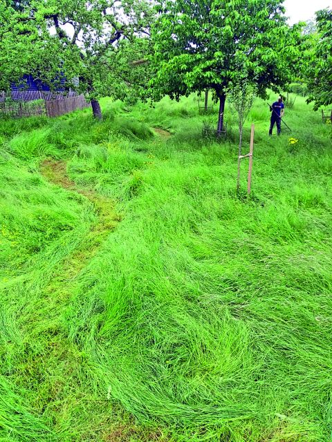 Praktijk Workshop gefaseerd maaien boomgaardgras | Voorster Nieuws